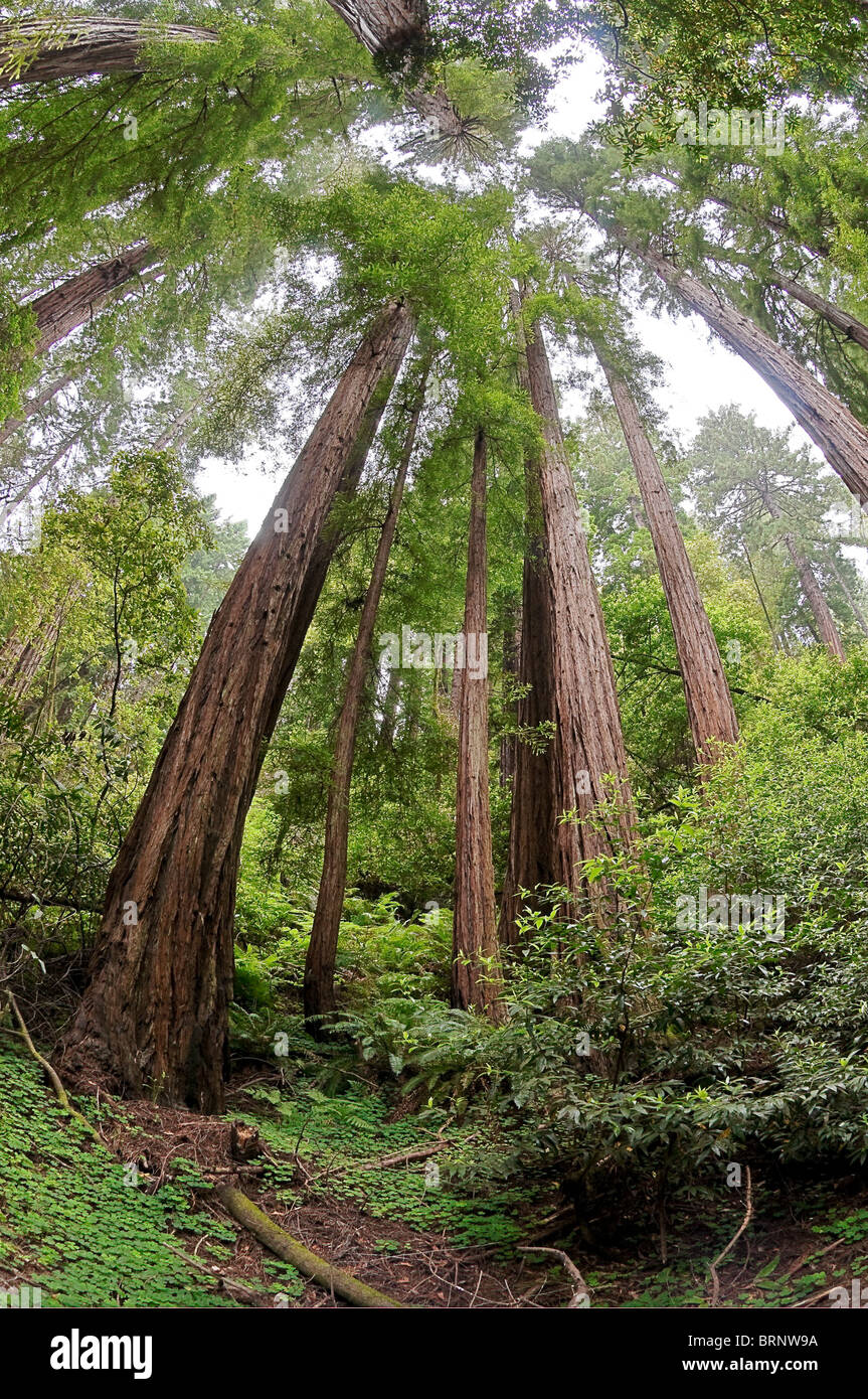 Vegetation and Coastal Redwoods, Sequoia sempervirens, Muir Woods ...