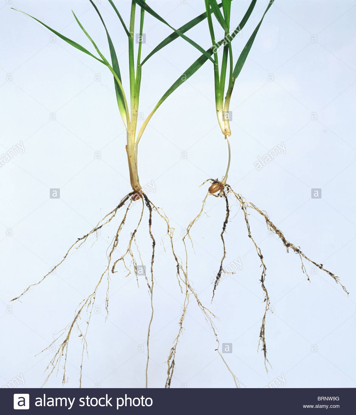 Wheat Roots Stock Photos & Wheat Roots Stock Images - Alamy
