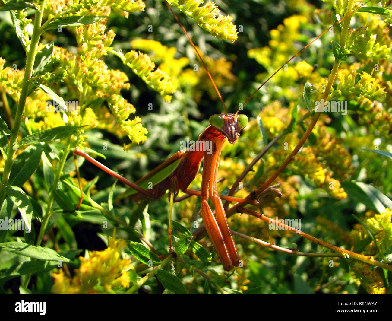 The Chinese Praying Mantis (Tenodera aridifolia sinensis) in Ontario ...