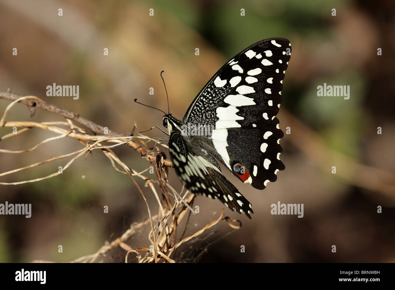 Citrus Swallowtail (Papilio demodocus) in the Okavango Delta in ...