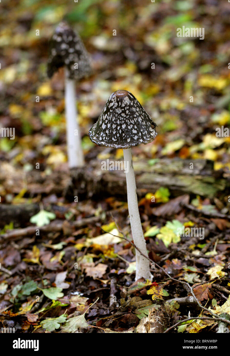 Coprinopsis picacea hi-res stock photography and images - Alamy