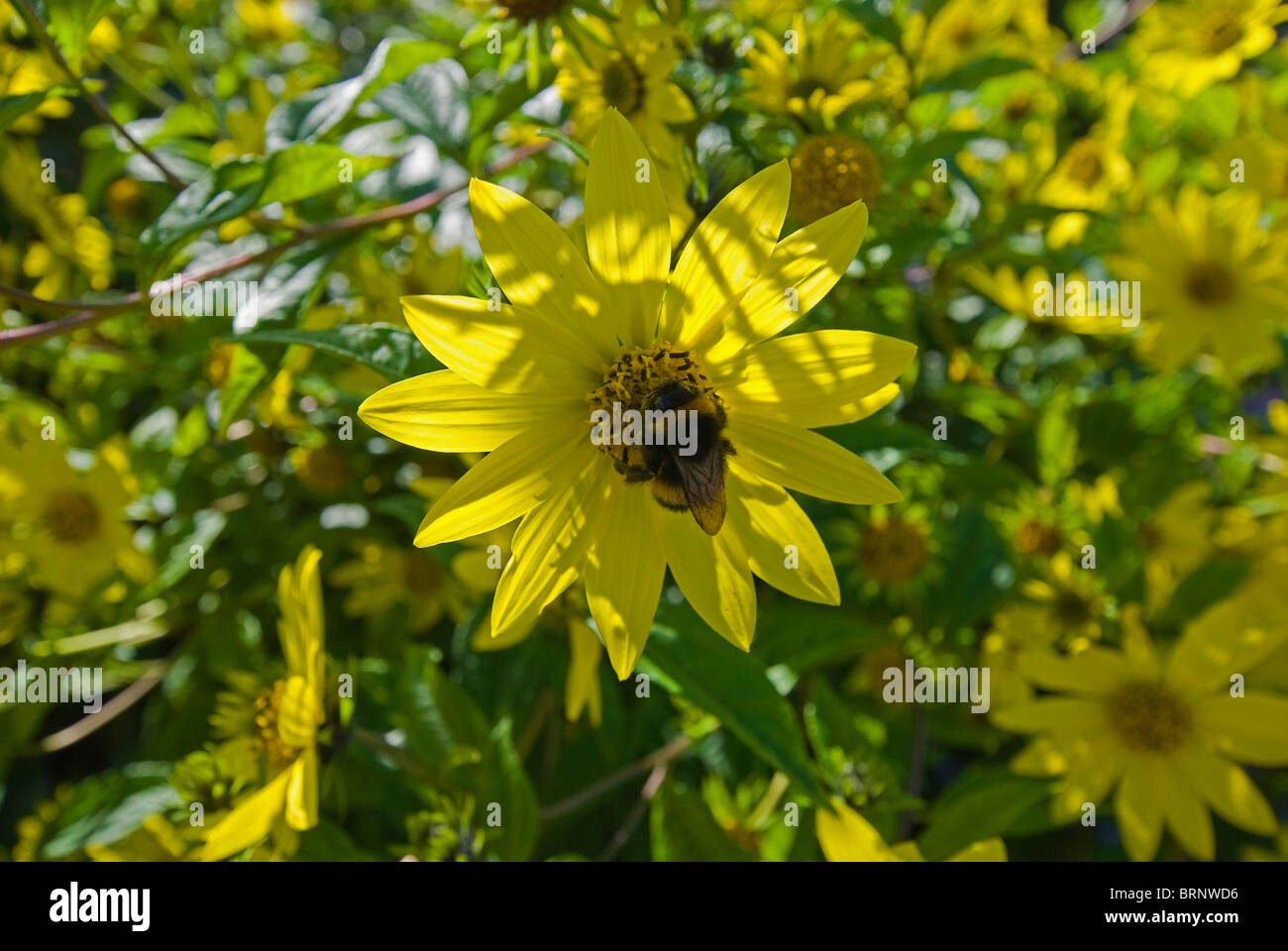 bee on yellow flower Stock Photo - Alamy