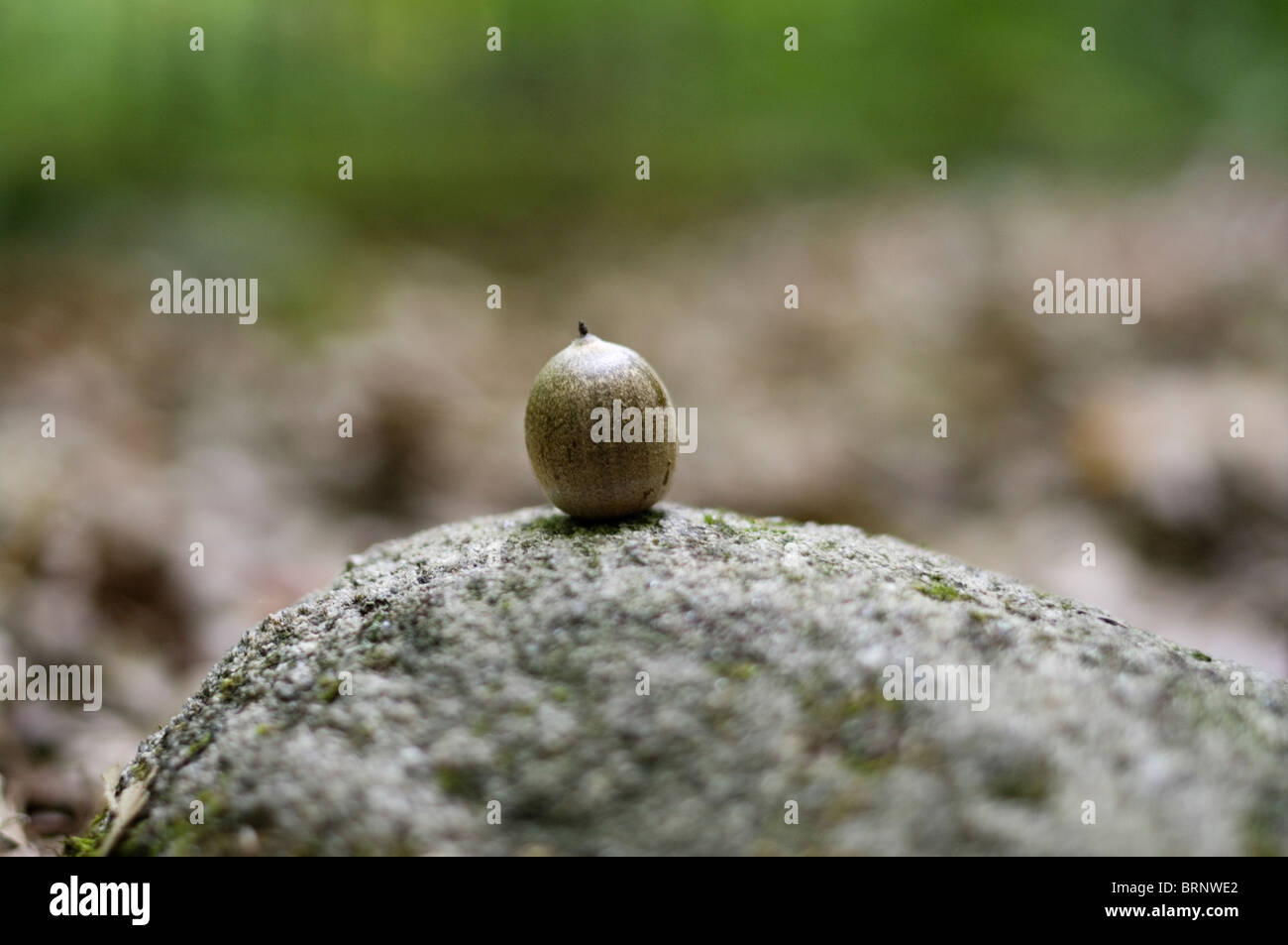 Acorn atop a rock, shallow depth of field Stock Photo - Alamy