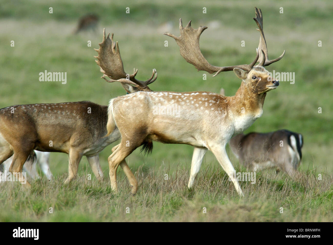 Deer during the rut or mating season. These are fallow deer the male of ...