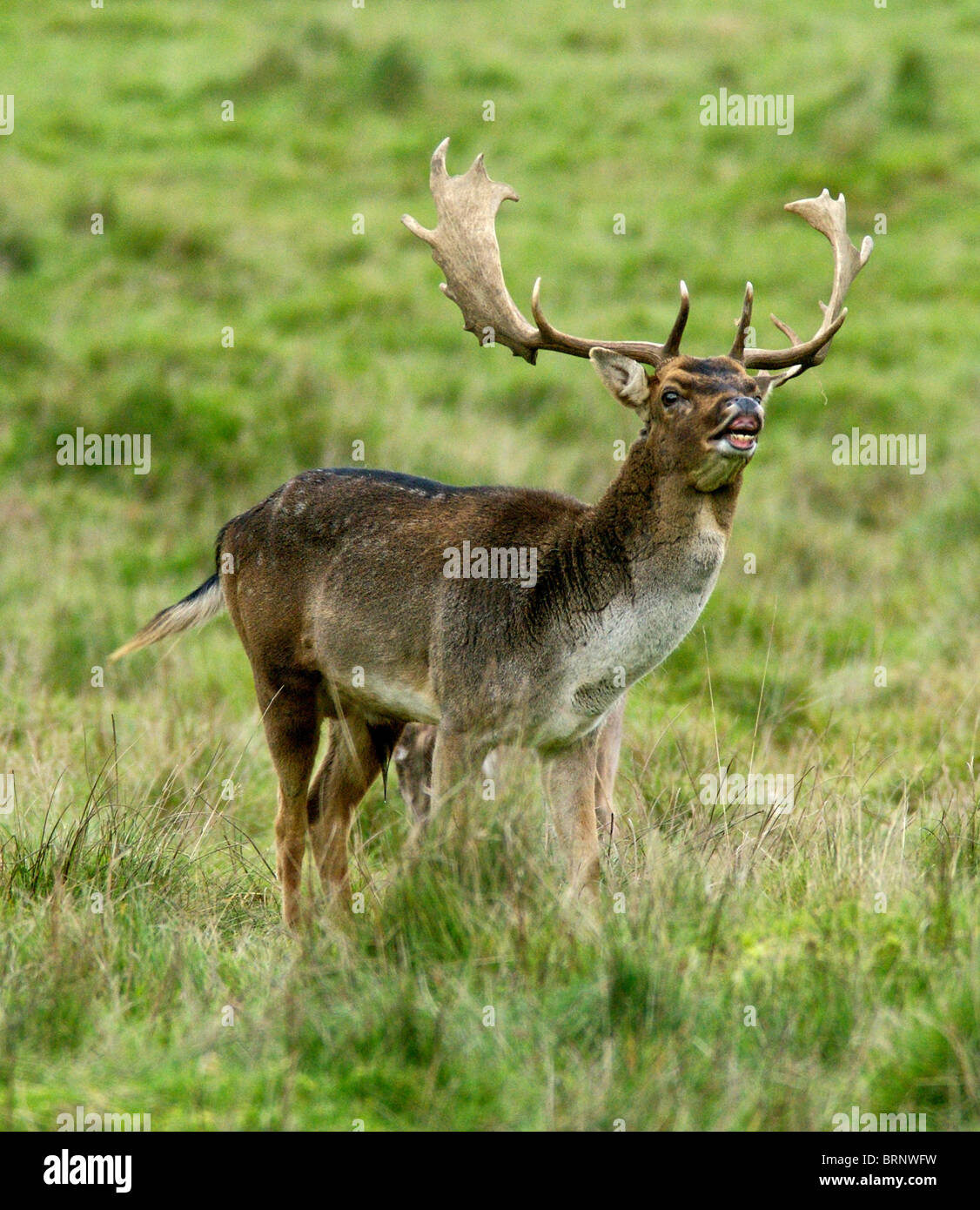 Deer during the rut or mating season. These are fallow deer the male of ...