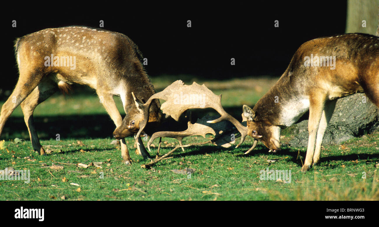 Deer during the rut or mating season. These are fallow deer the male of ...