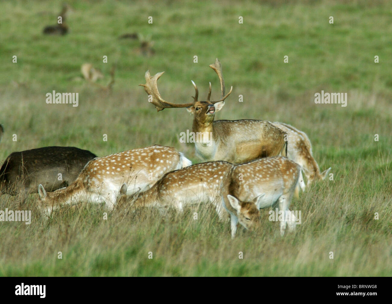 Deer during the rut or mating season. These are fallow deer the male of ...