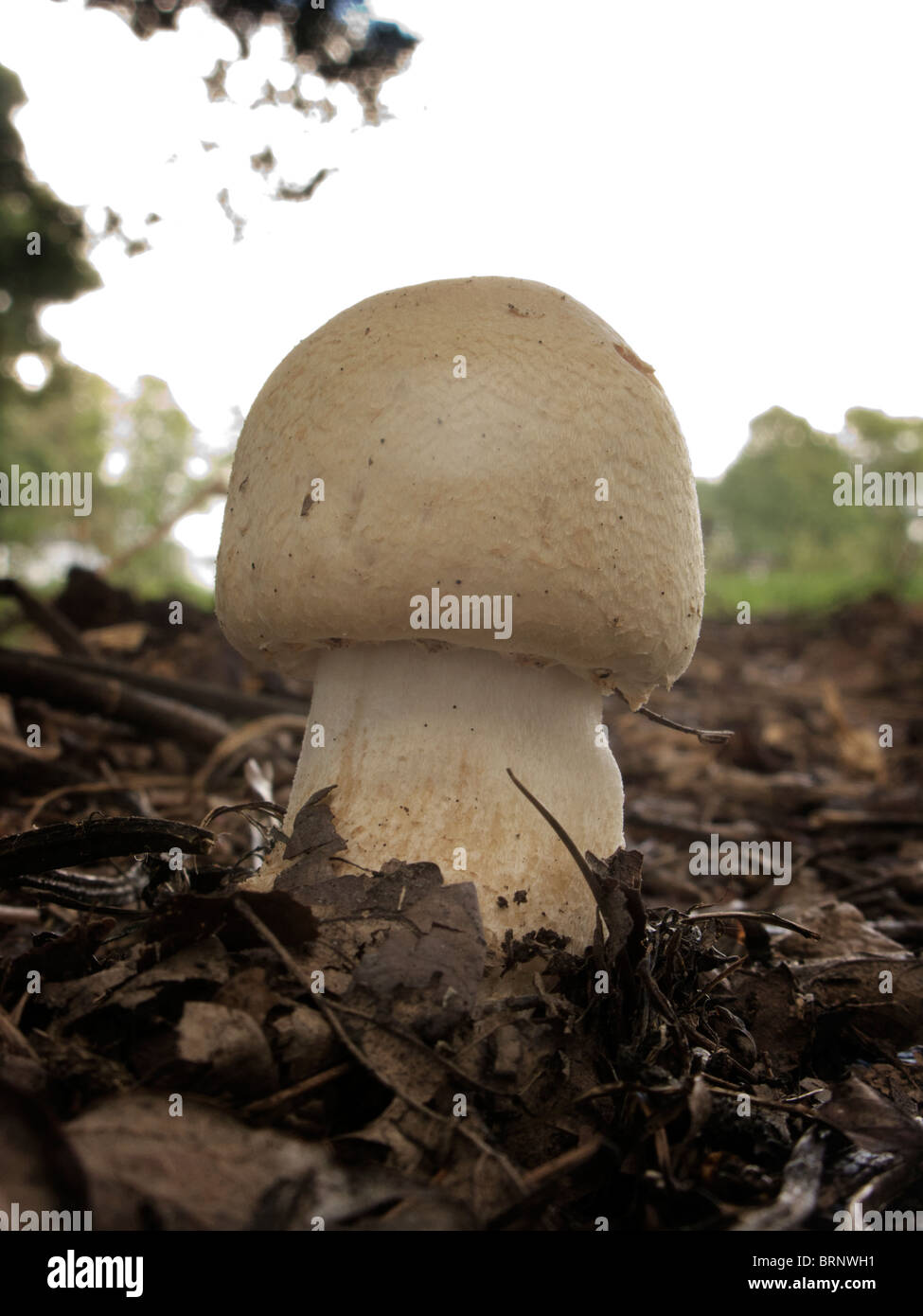 wild mushrooms growing in a forest Stock Photo - Alamy