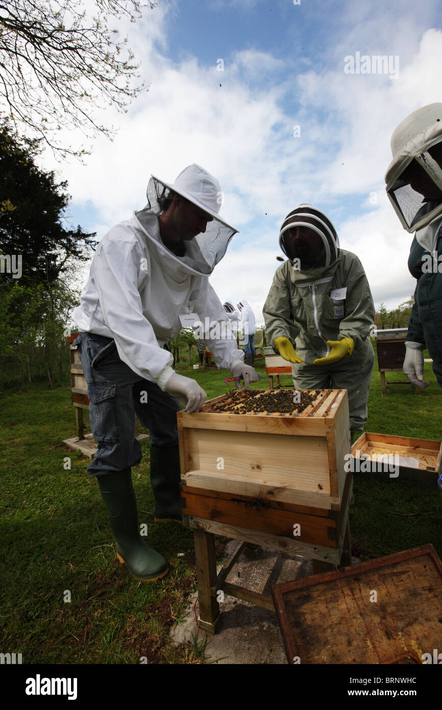 Beekeeping. Novice beekeepers learning the skills of keeping bees Stock ...