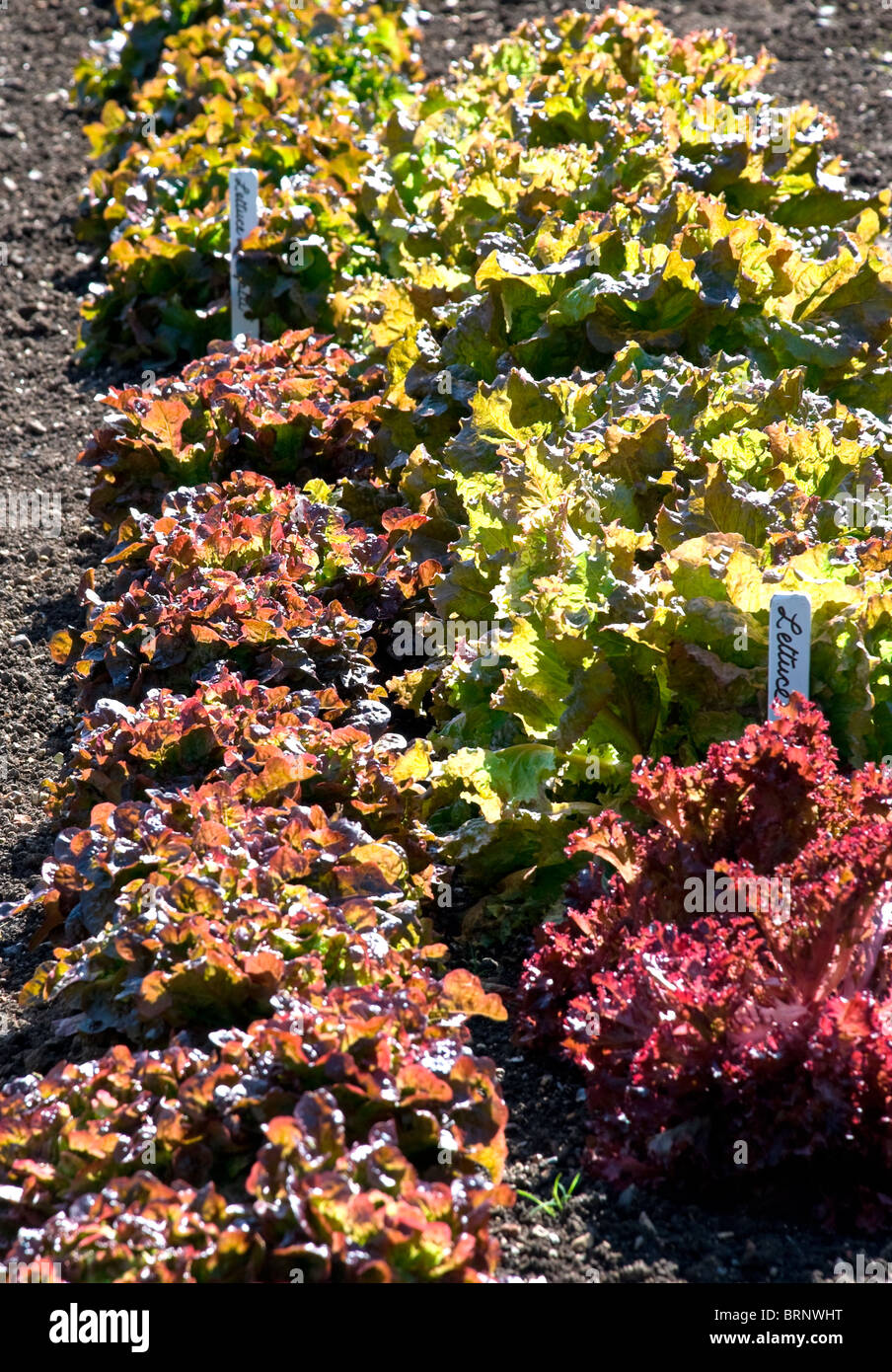 Vegetable plot hi-res stock photography and images - Alamy