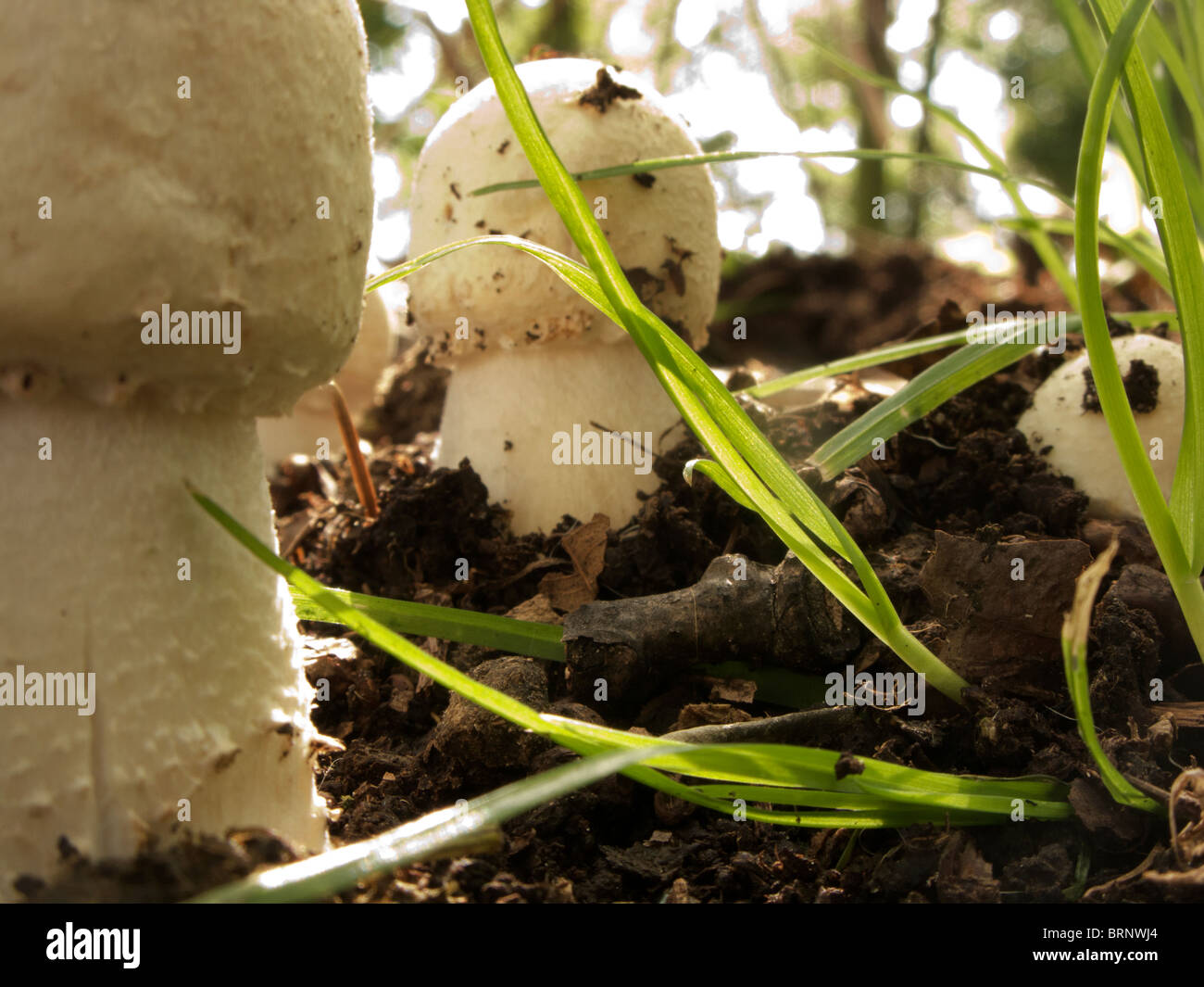 wild mushrooms growing in a forest Stock Photo - Alamy