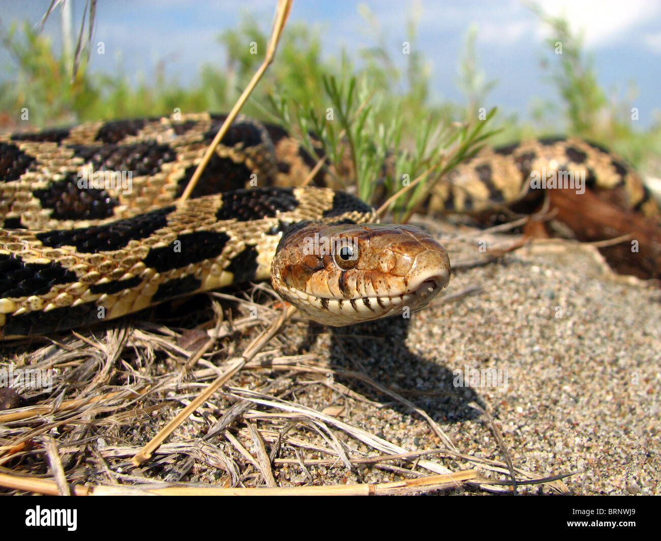 Gloydi hi-res stock photography and images - Alamy