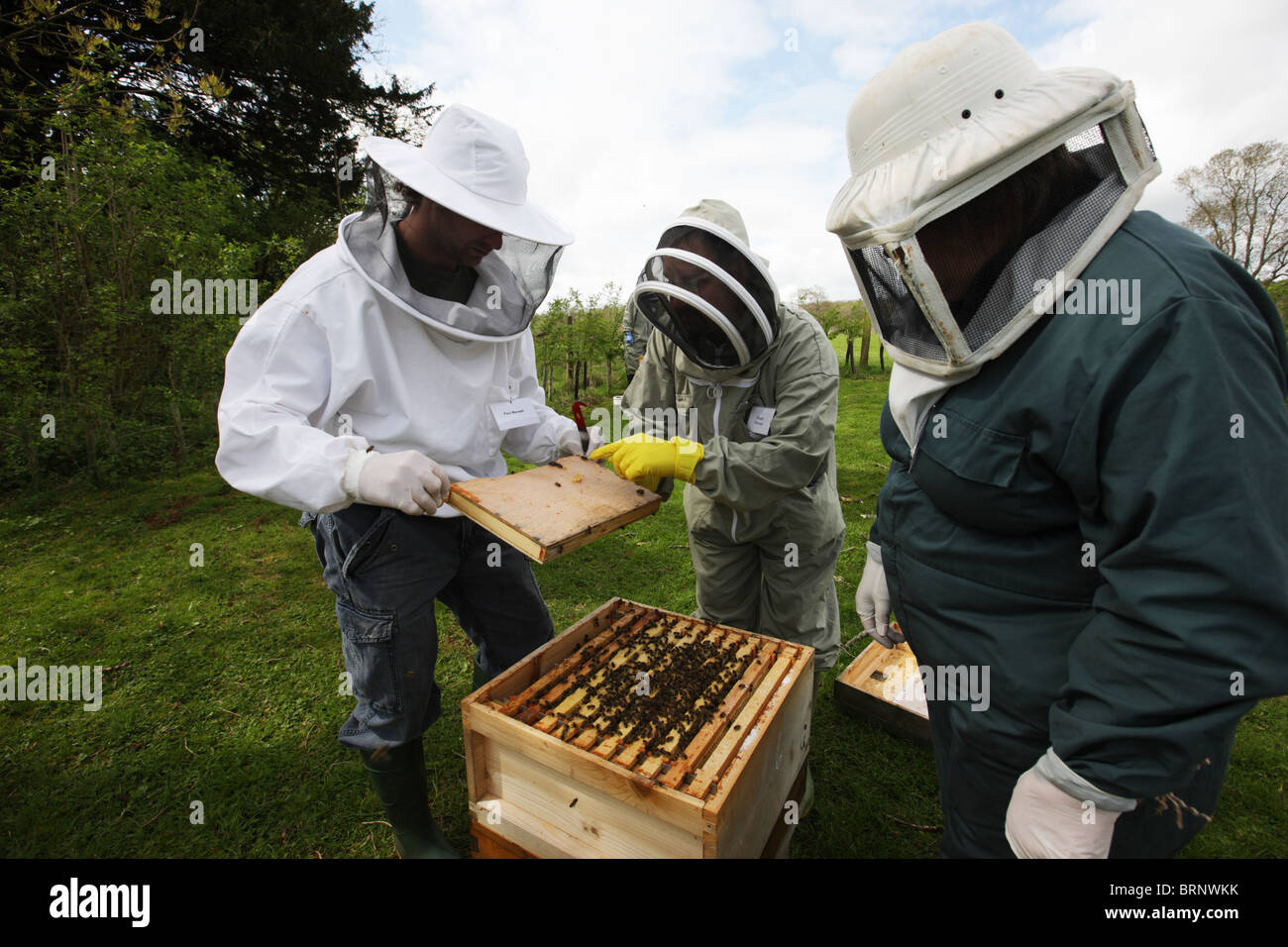 Beekeeping. Novice beekeepers learning the skills of keeping bees Stock ...