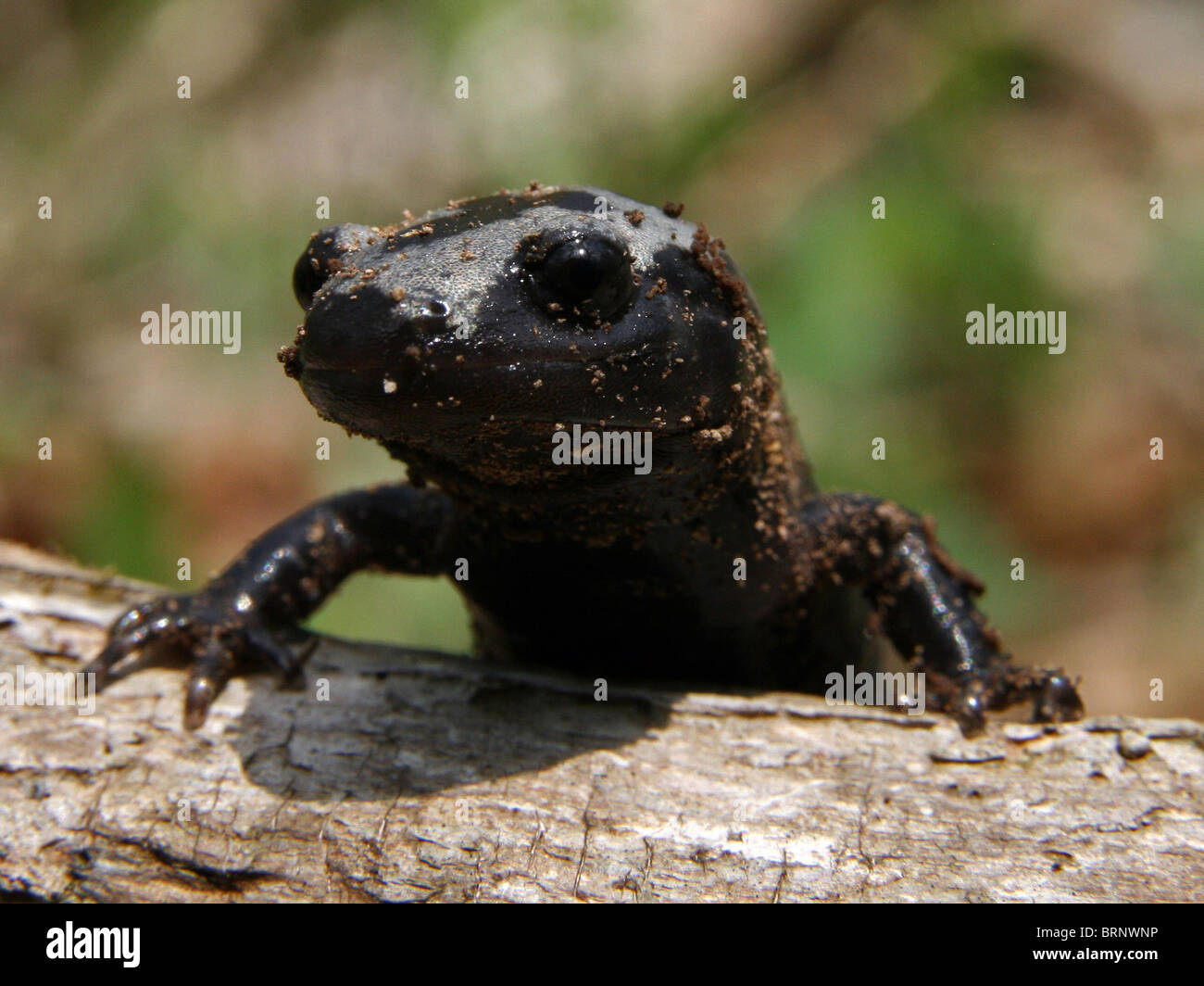 Reptile salamander hi-res stock photography and images - Alamy