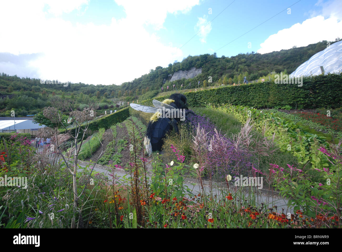 Giant Bumble Bee at A rather large Bumble Bee Stock Photo - Alamy