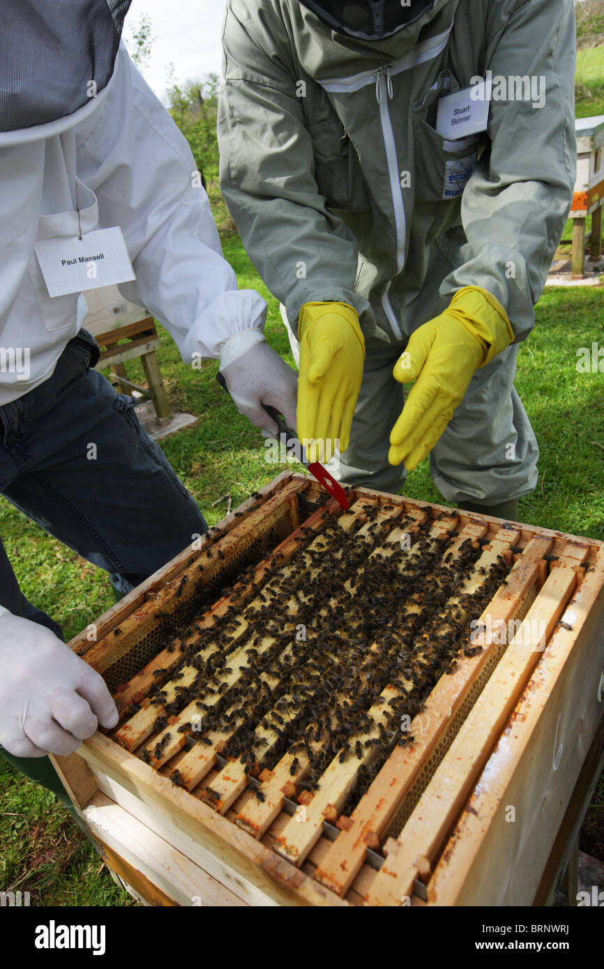 Beekeeping. Novice beekeepers learning the skills of keeping bees Stock ...