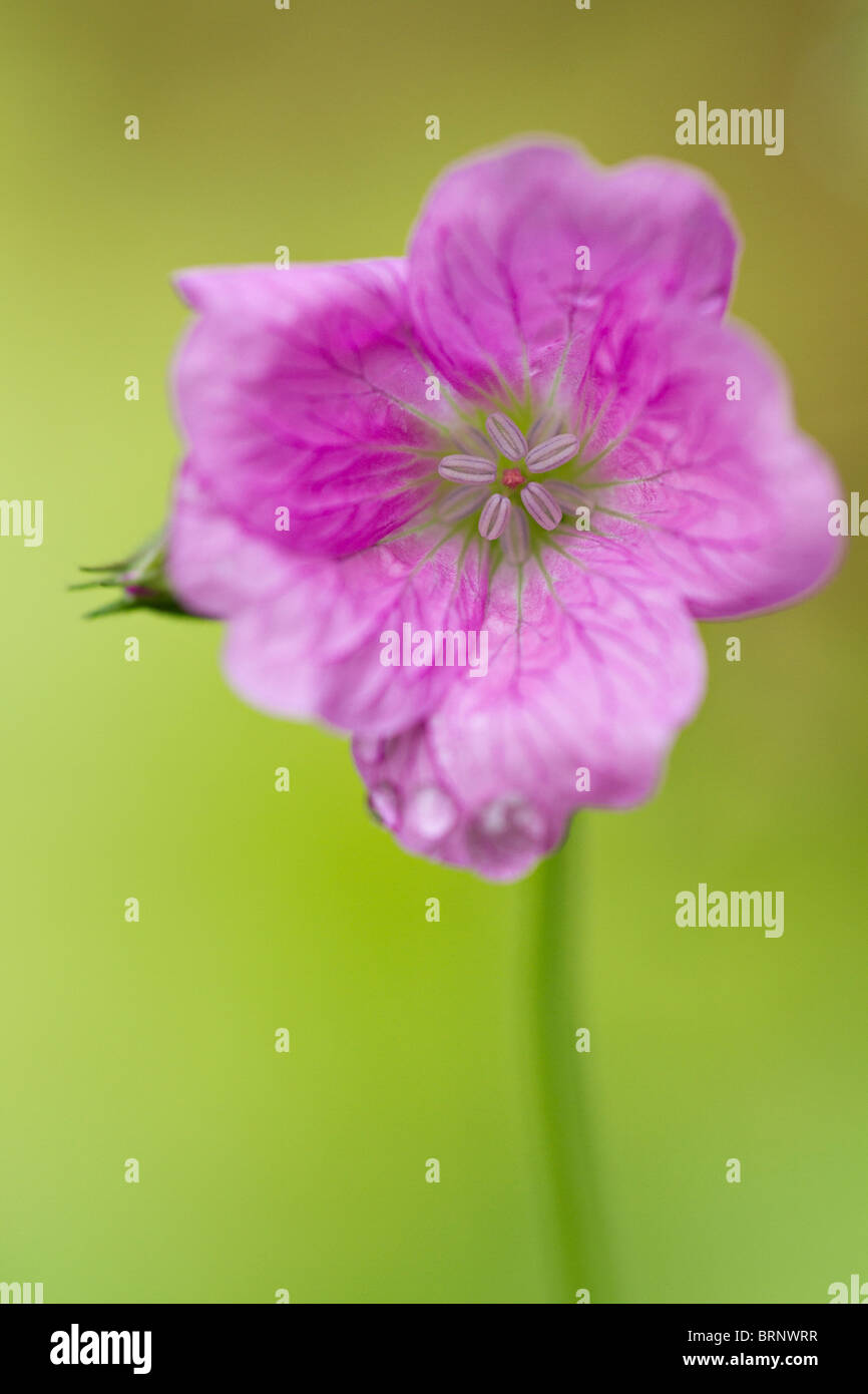 Geranium flower hi-res stock photography and images - Alamy