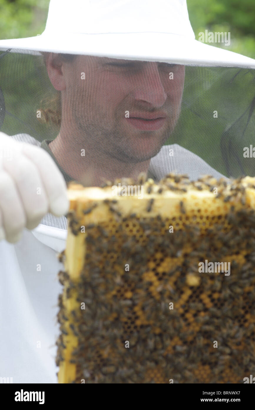 Beekeeping course hi-res stock photography and images - Alamy