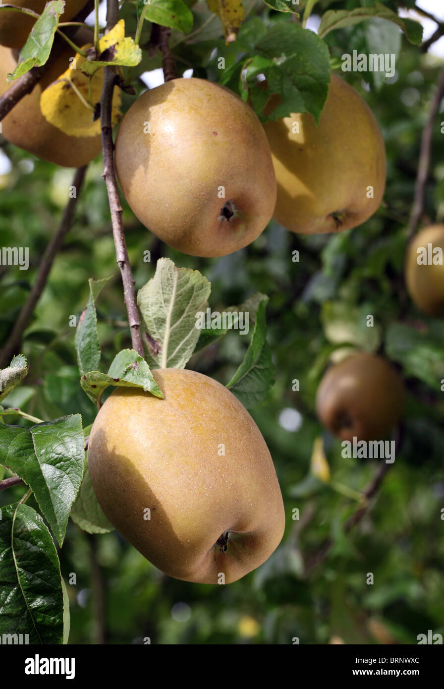 Uk apples tree hi-res stock photography and images - Alamy