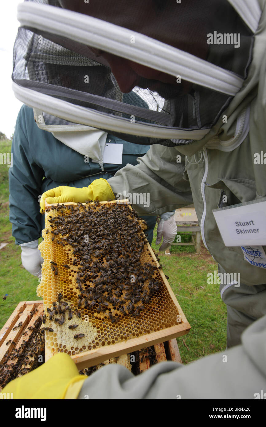 Beekeeping. Novice beekeepers learning the skills of keeping bees Stock ...