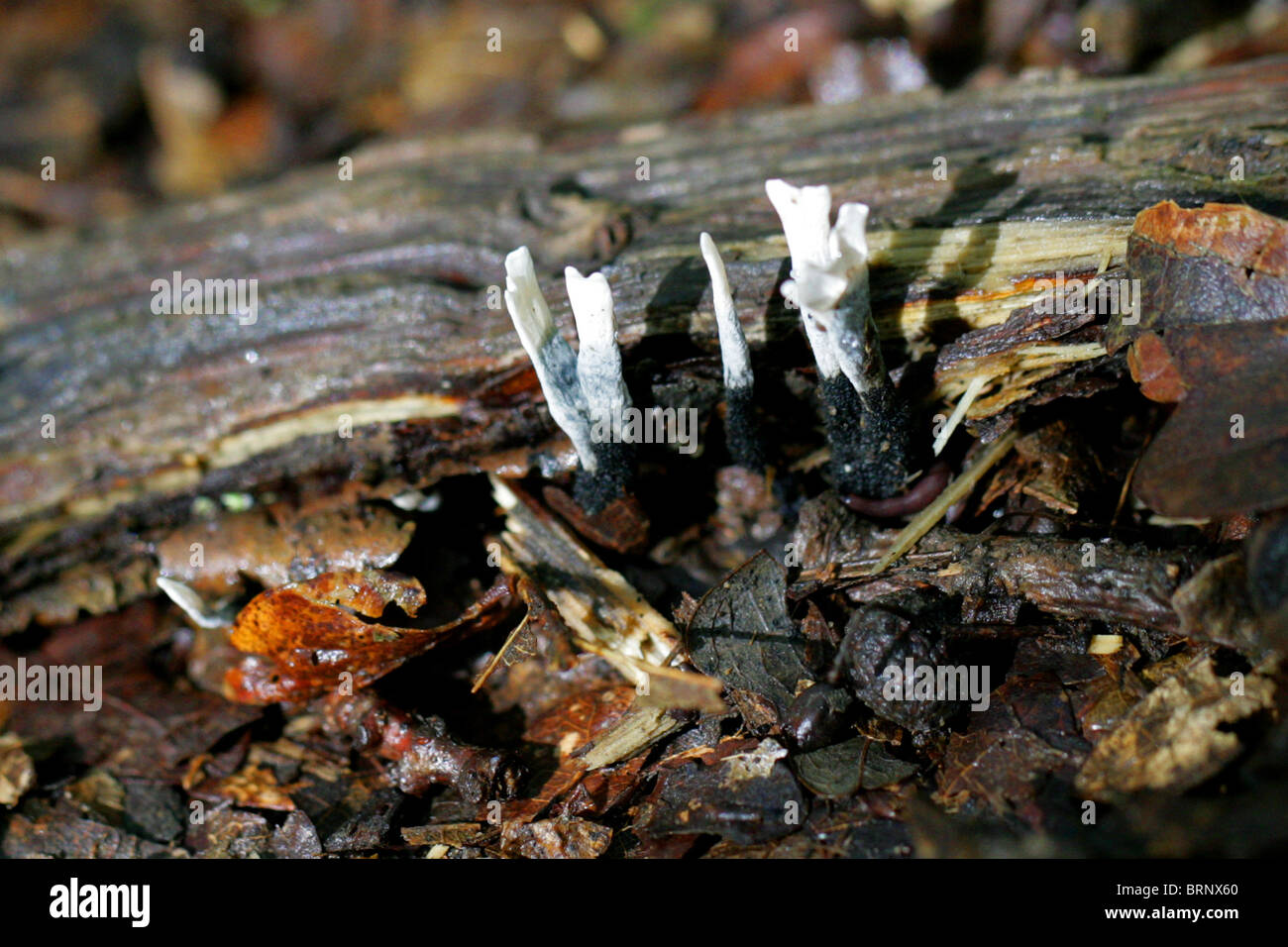 Stags horn fungi hi-res stock photography and images - Alamy