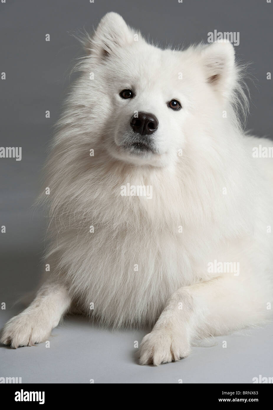 portrait of a a cute samoyed dog Stock Photo - Alamy