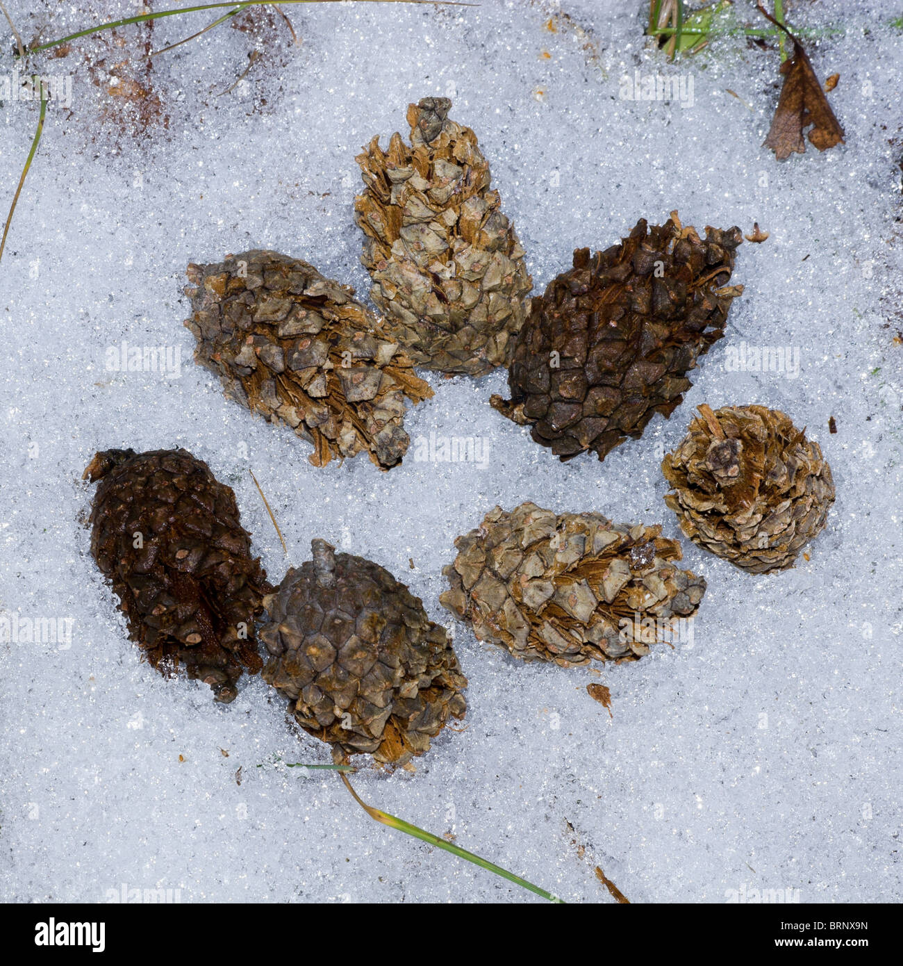 Pine cone fix's in crack of tree. Job of the woodpecker Stock Photo - Alamy