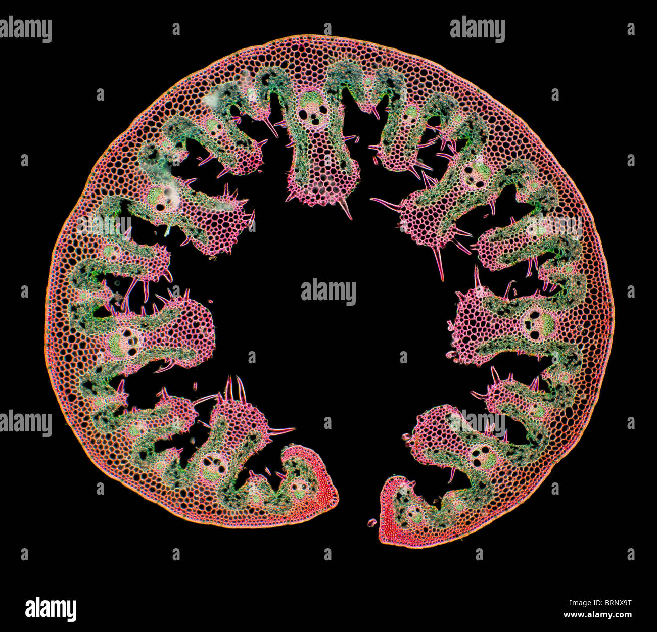 Arenaria hi-res stock photography and images - Alamy