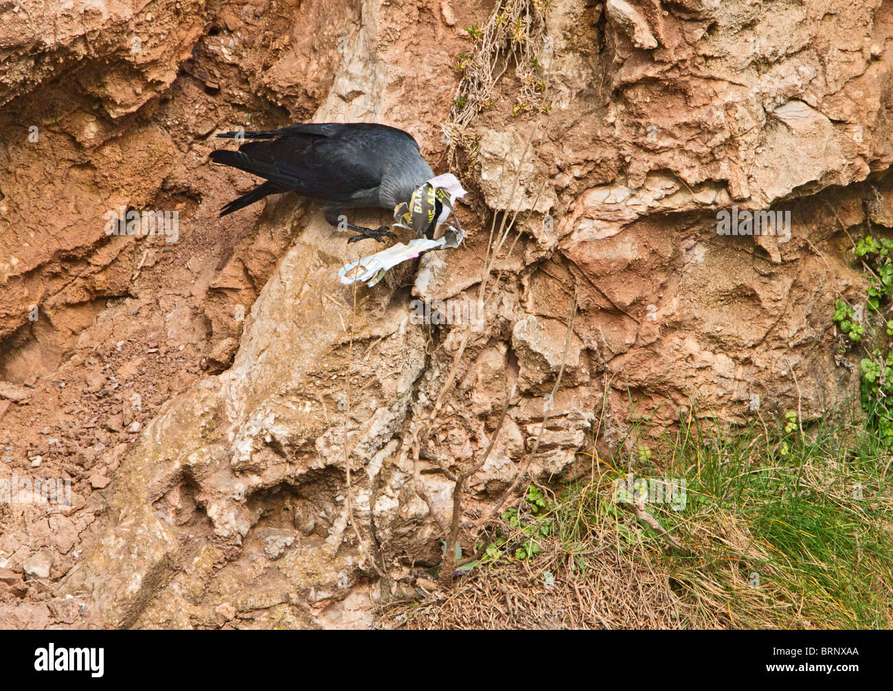Jackdaw nest hi-res stock photography and images - Alamy