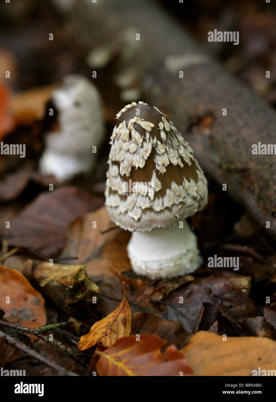 Magpie Inkcap Fungus, Coprinopsis picacea, Psathyrellaceae Stock Photo ...