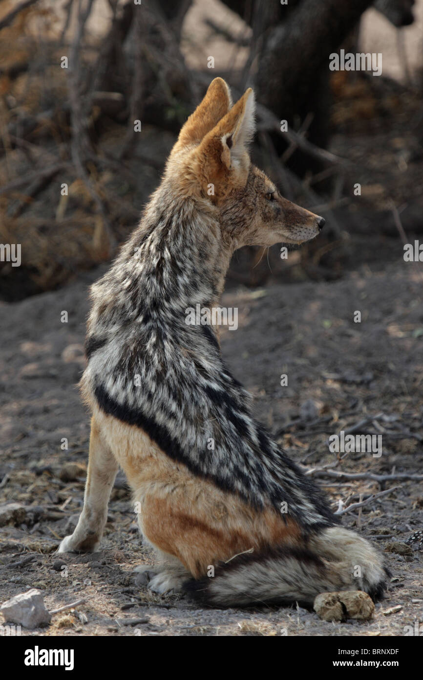 Gray jackal hi-res stock photography and images - Alamy