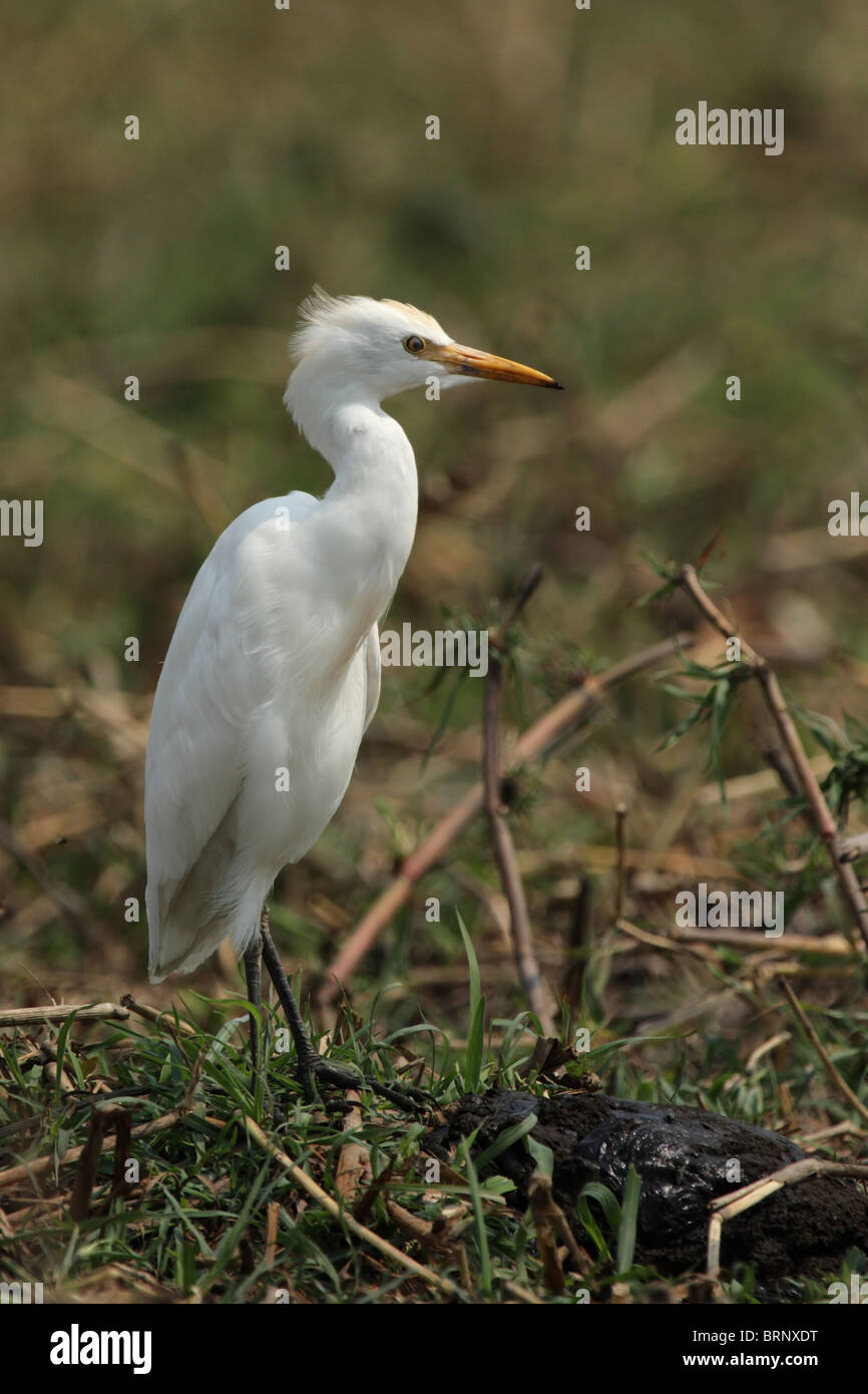 Yellow-billed Egret (Ardea intermedia) ,also known as Intermediate ...