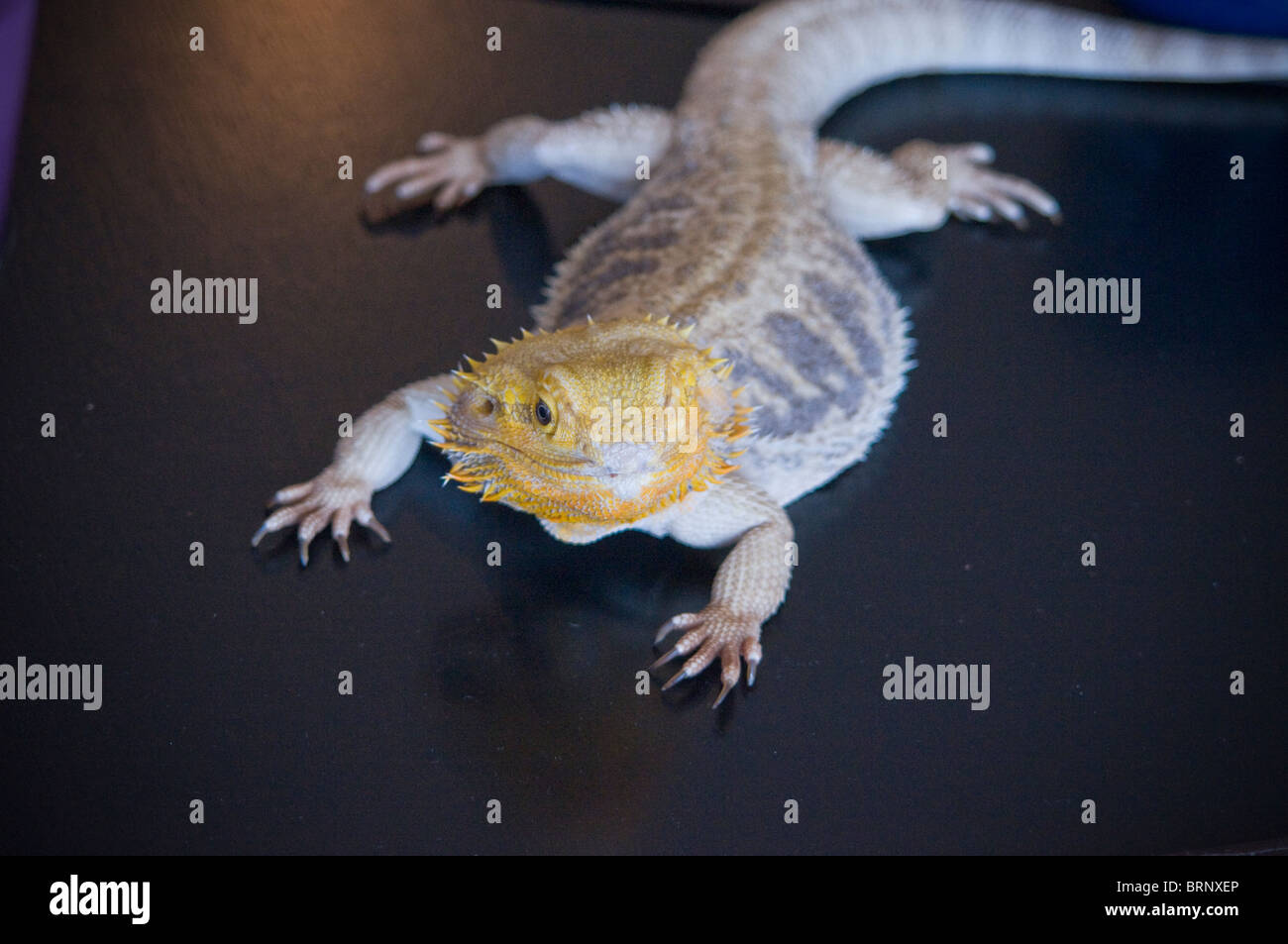 Families pet lizard Stock Photo - Alamy