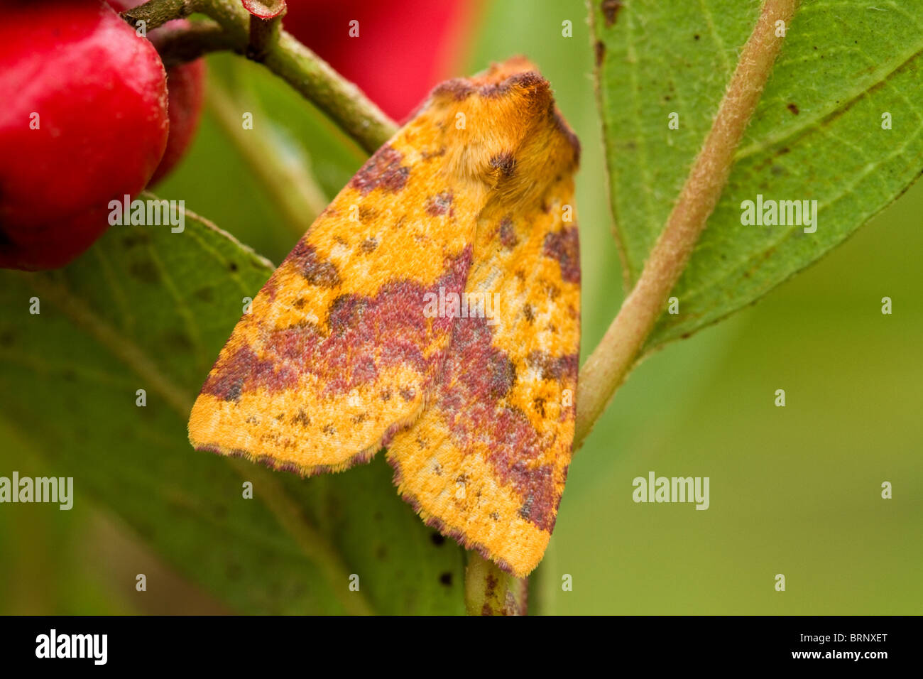 Sallow tree hi-res stock photography and images - Alamy