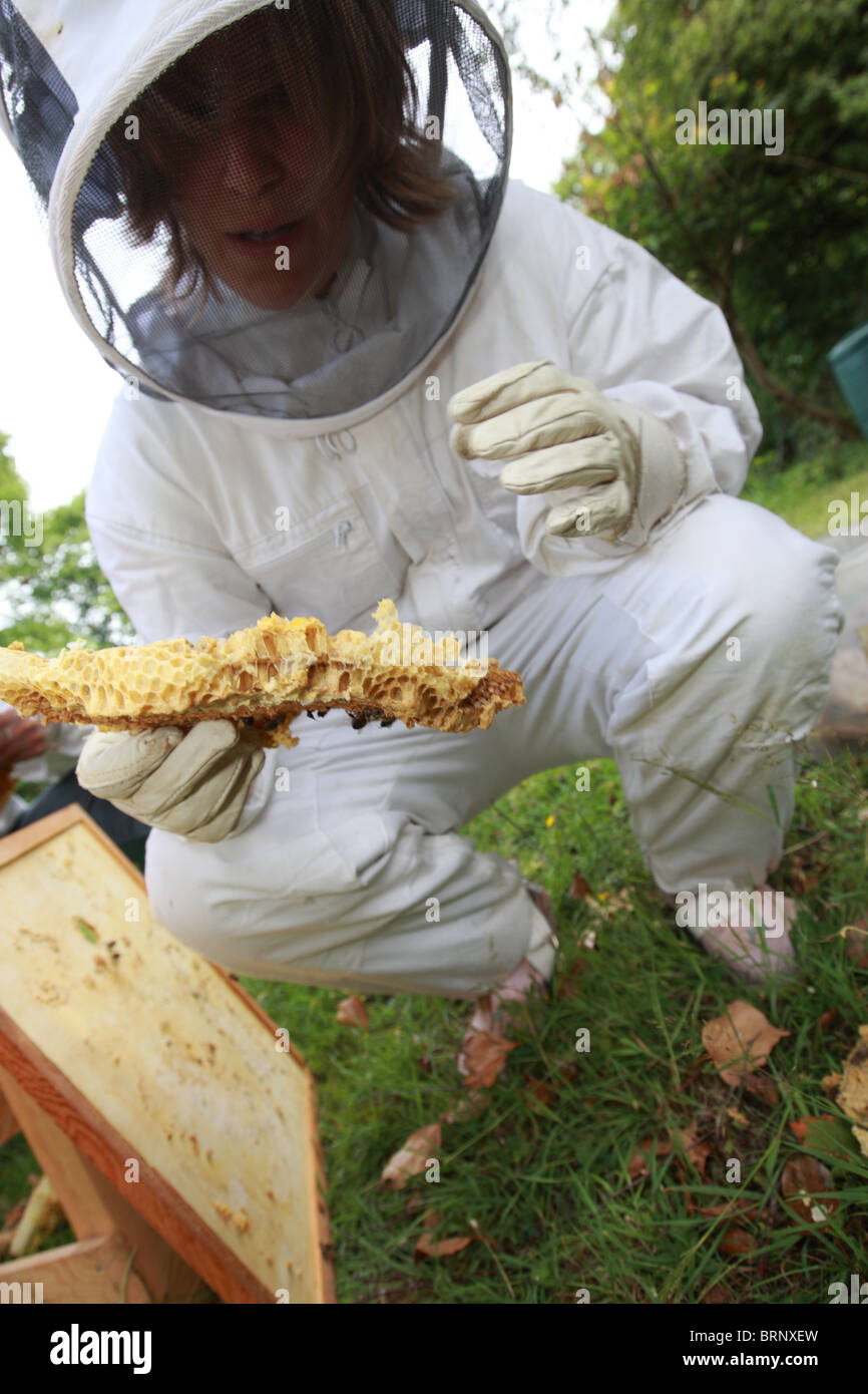Beekeeping. Novice beekeepers learning the skills of keeping bees Stock ...