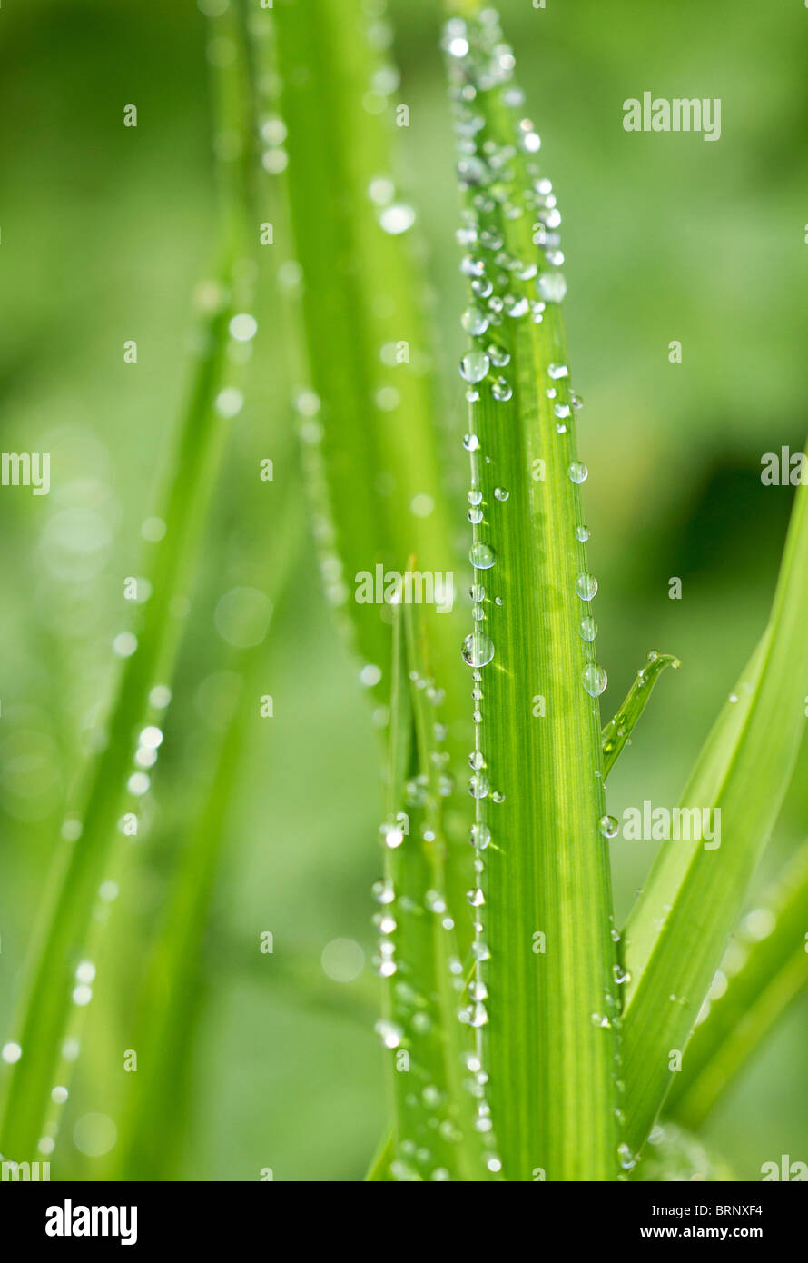 Leaf blade blades hi-res stock photography and images - Alamy