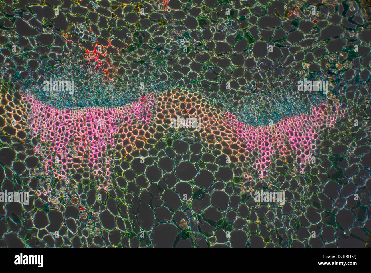 Microscope botany phloem xylem vascular bundles darkfield ...