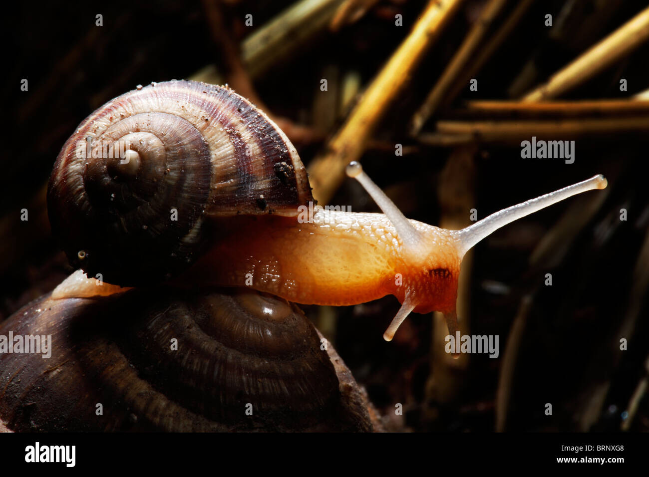 beautifully illuminated snail kid sitting on his mother Stock Photo - Alamy