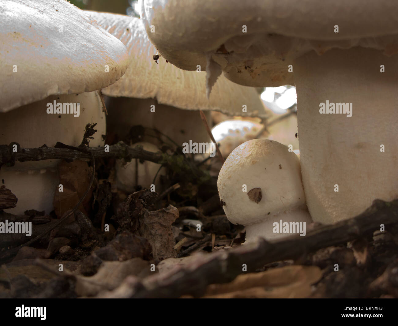 wild mushrooms growing in a forest Stock Photo - Alamy