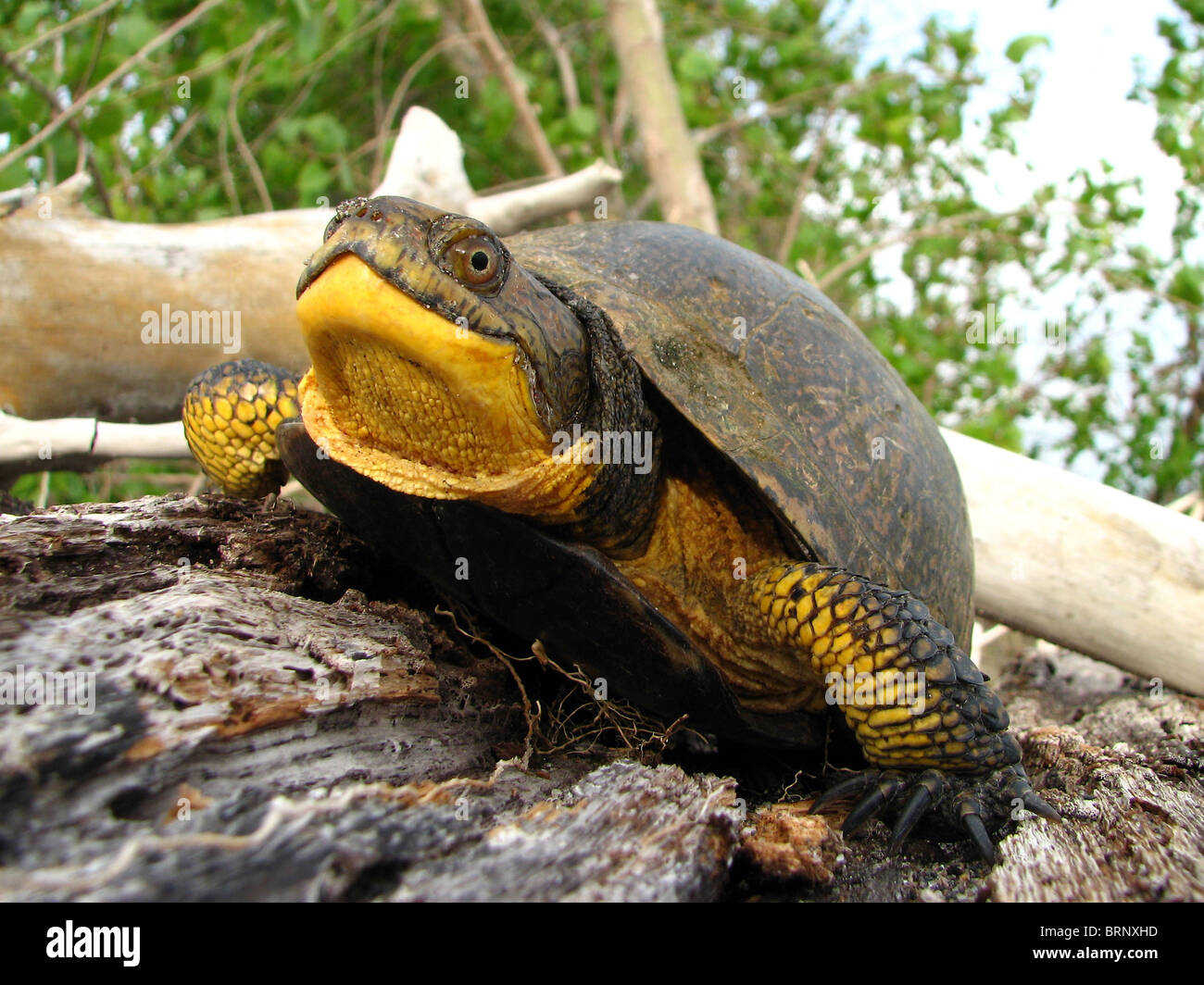 Female Blanding's Turtle (Emydoidea blandingii Stock Photo - Alamy