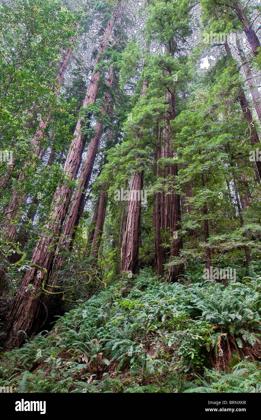 Vegetation coastal redwoods sequoia sempervirens hi-res stock ...