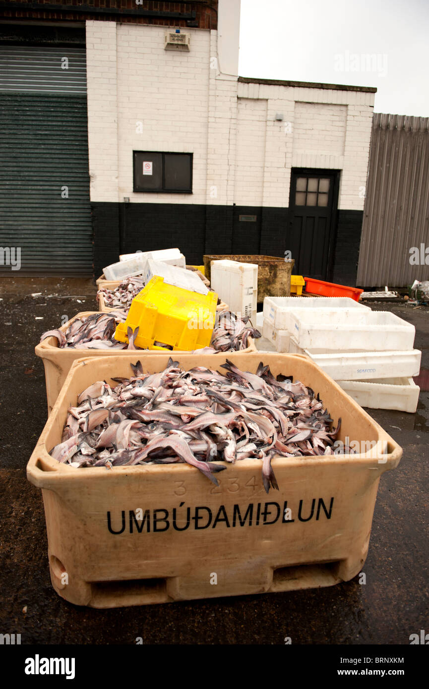 Waste gutted fish Grimsby Fishing Port Lincolnshire UK Stock Photo - Alamy