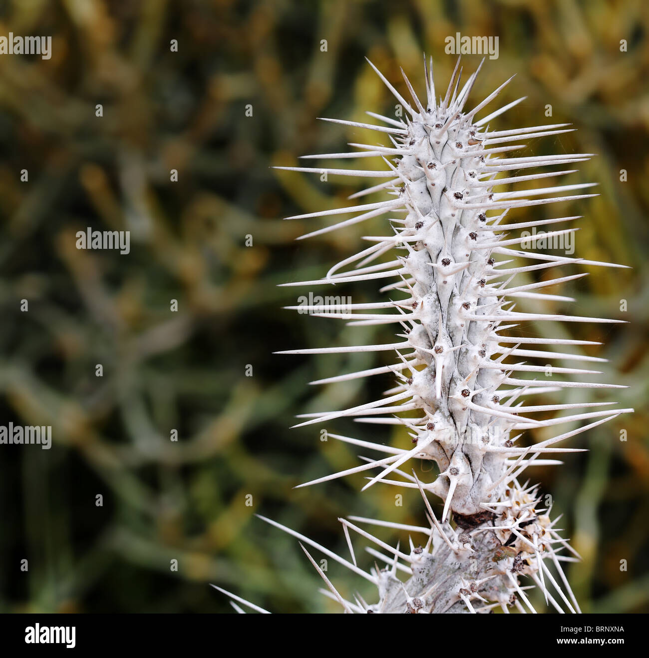 Didierea Madagascariensis (Morondava) Long spiked white colored cactus ...