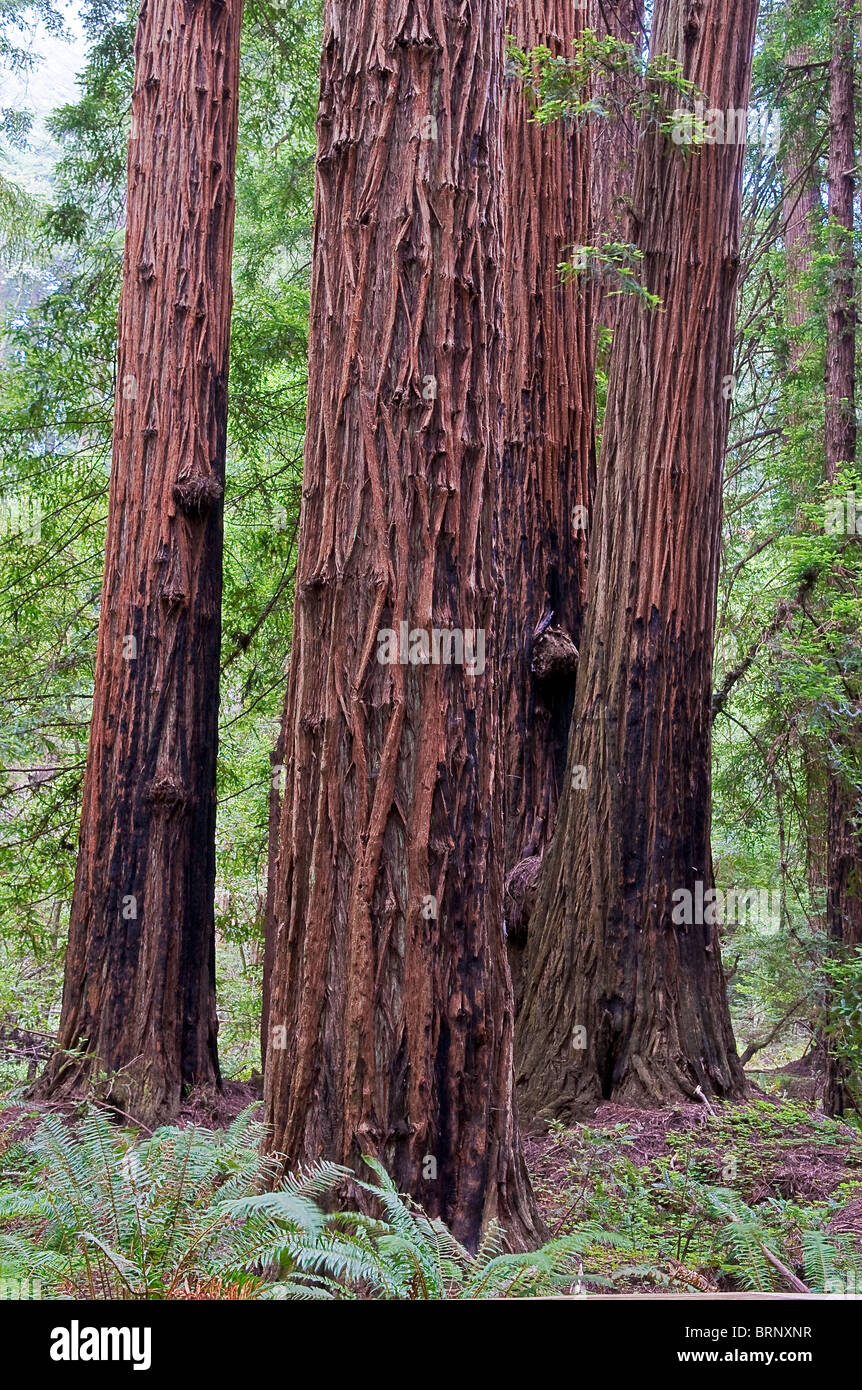 Vegetation coastal redwoods sequoia sempervirens hi-res stock ...