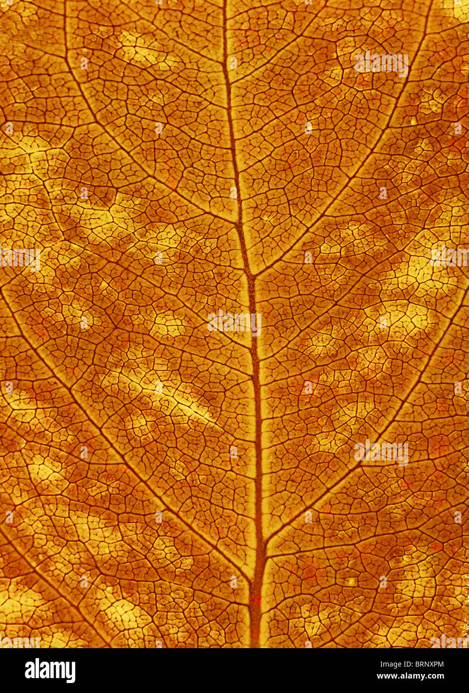 Autumn leaf background Stock Photo - Alamy