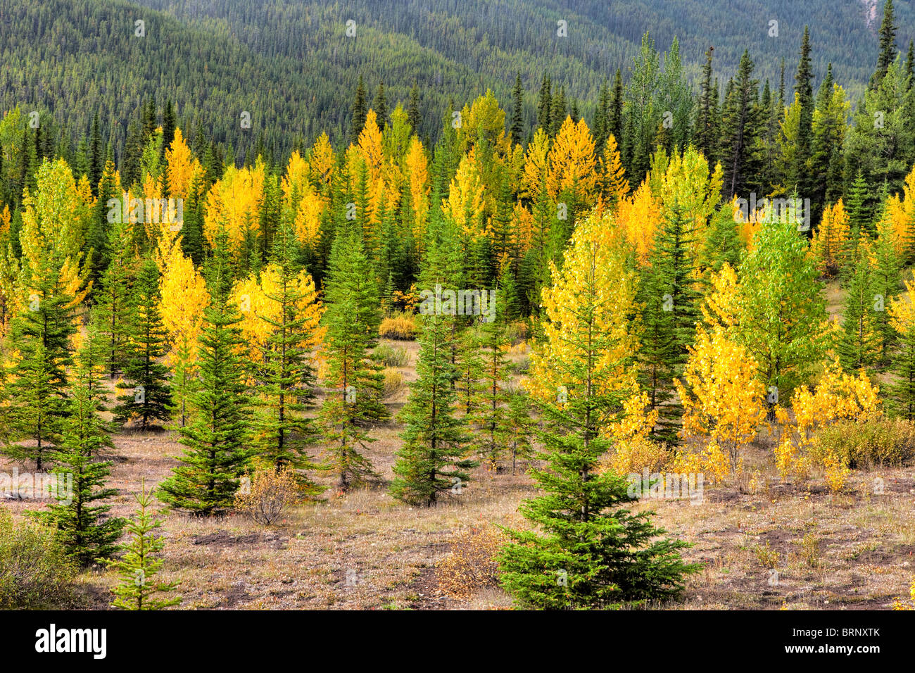 Silt river delta hi-res stock photography and images - Alamy