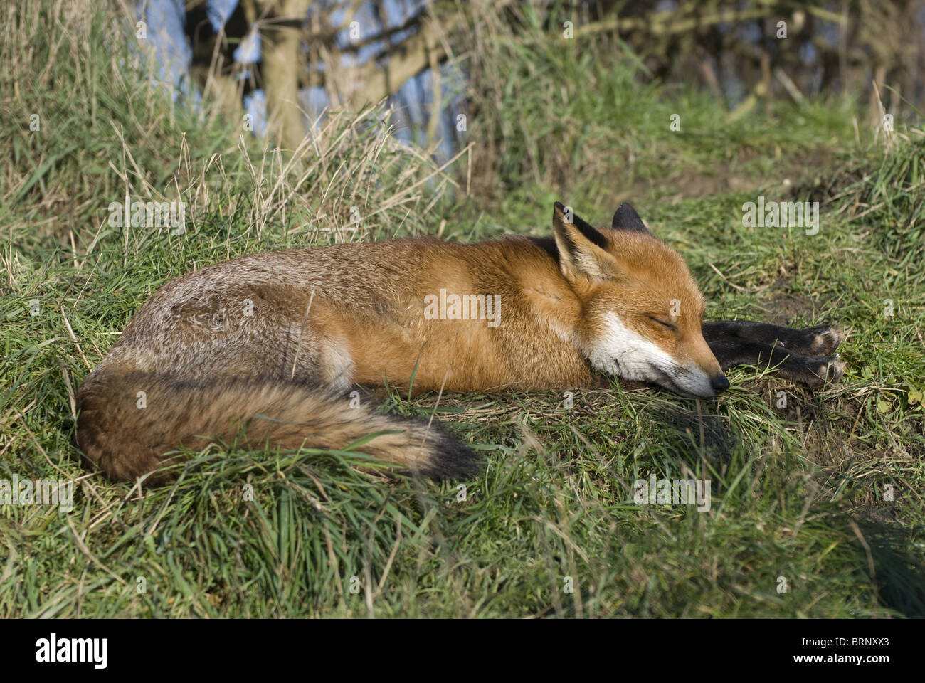 Fox sleeping/relaxing on grass Stock Photo - Alamy