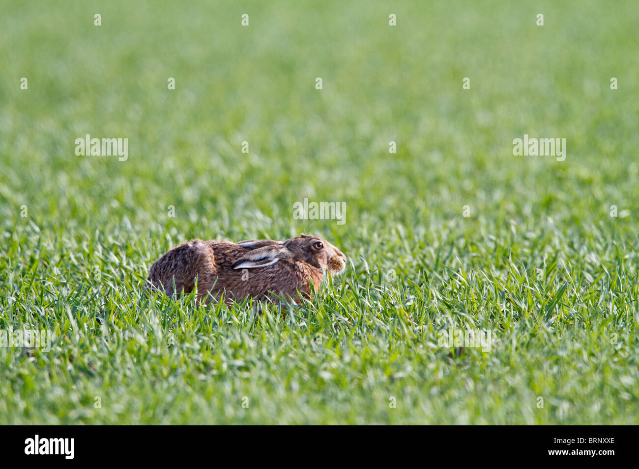 Hare resting hi-res stock photography and images - Alamy