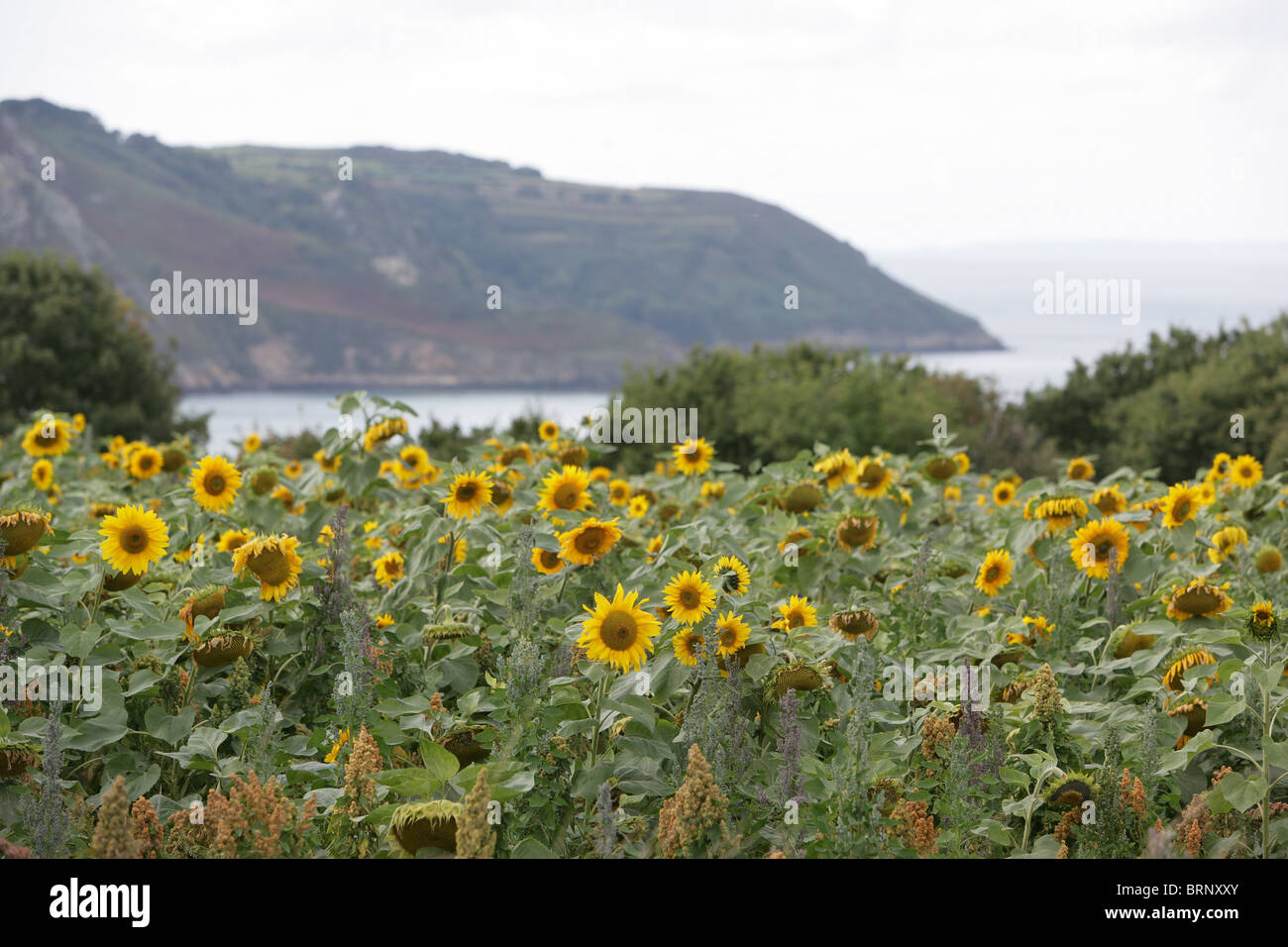 Scenes from Jersey in the Channel Islands, taken Sept 2010. Countryside ...
