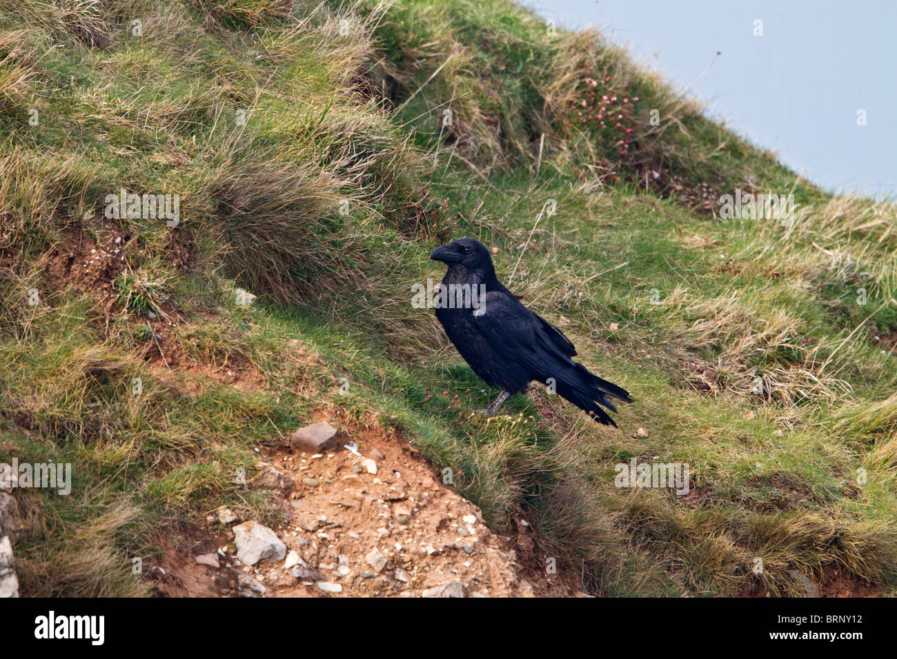 Raven nest cliff hi-res stock photography and images - Alamy